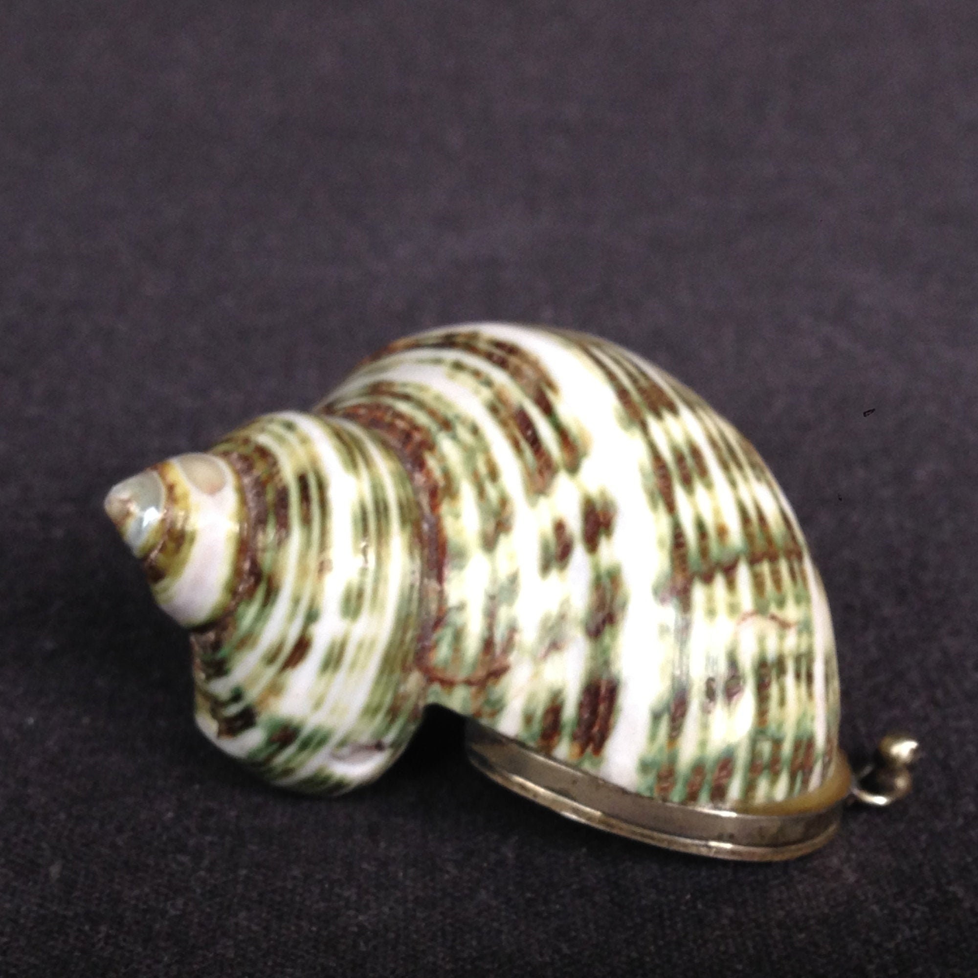 Antique Seashell Coin Purse or Little Retro Secret Case - Etsy