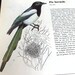 Vintage Birds French Reference Book. Beautiful Retro Color Drawn ...
