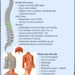 Spinal Cord Injury Visual Study Guide (C1–S5) - Etsy