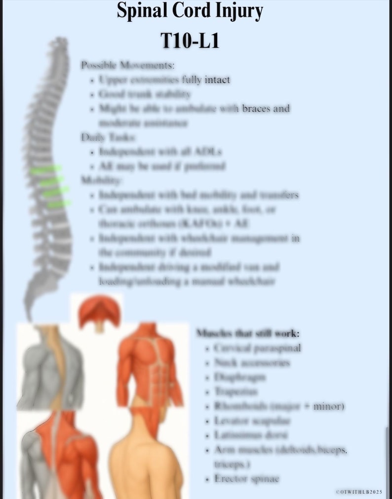 Spinal Cord Injury Visual Study Guide (C1–S5) - Etsy