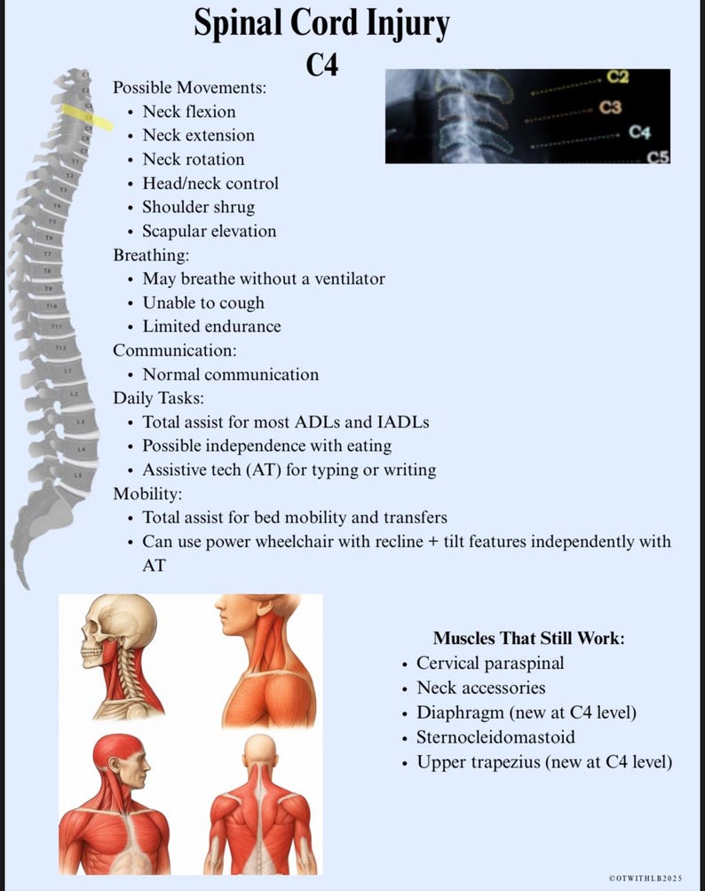 Spinal Cord Injury Visual Study Guide (C1–S5) - Etsy