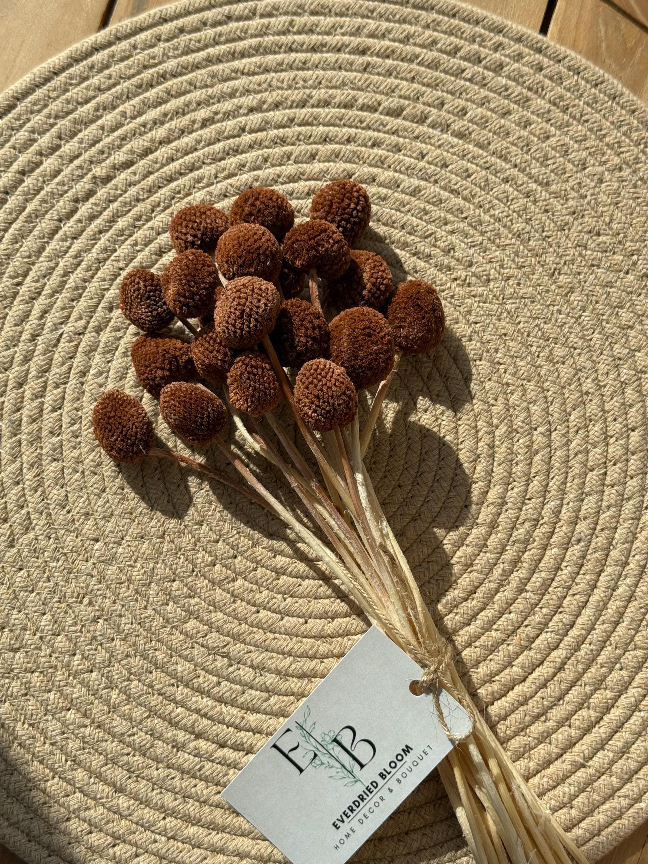 Dried Billy Balls Assortment: Green or Brown Craspedia for Floral Decor ...