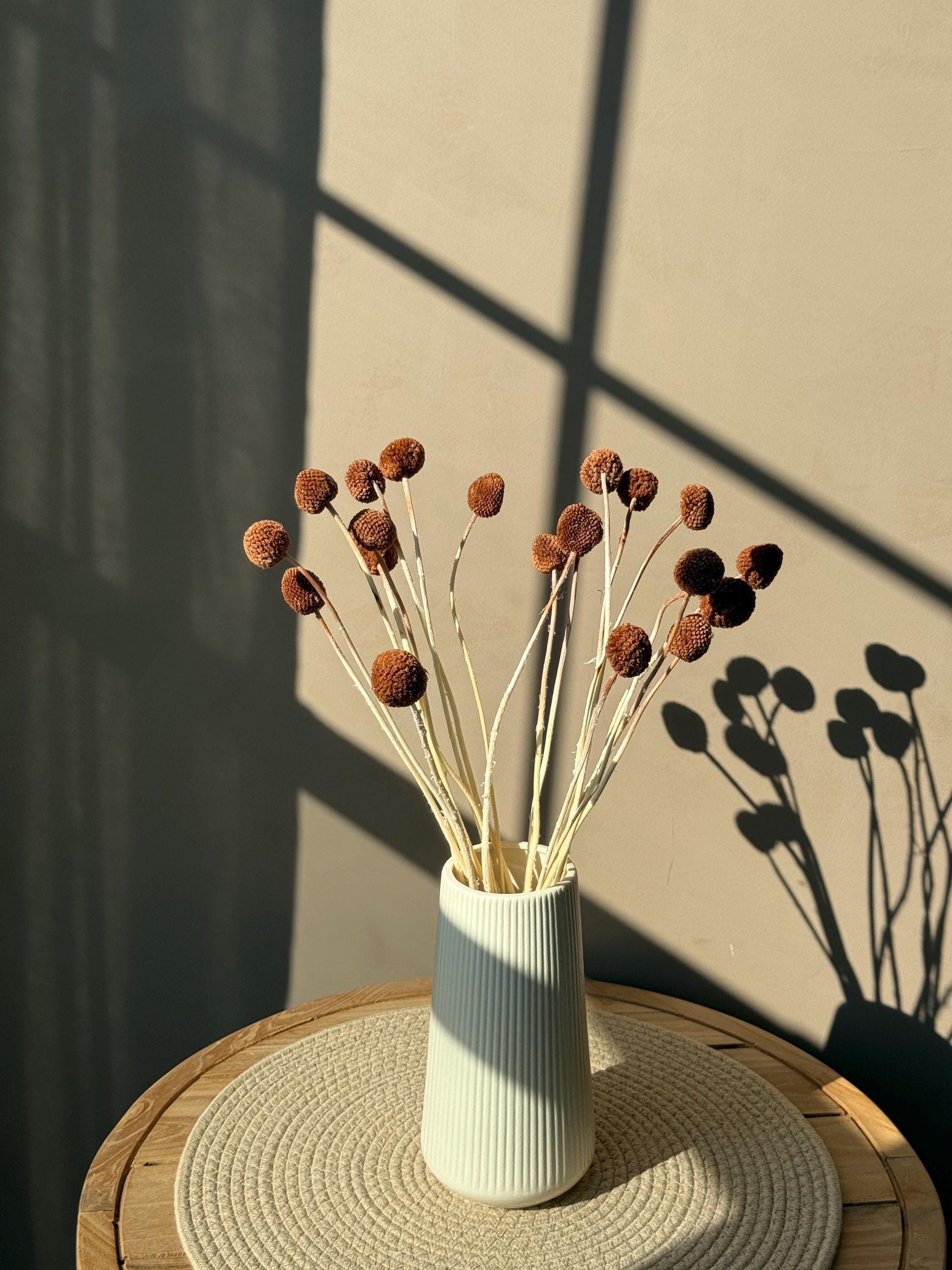 Dried Billy Balls Assortment: Green or Brown Craspedia for Floral Decor ...