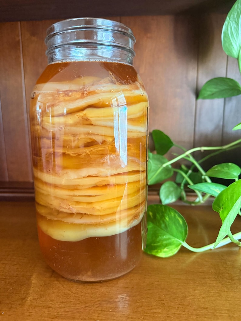 Kombucha Starter Kit: Live SCOBY With Cultures & Strong Tea | Full Kit ...
