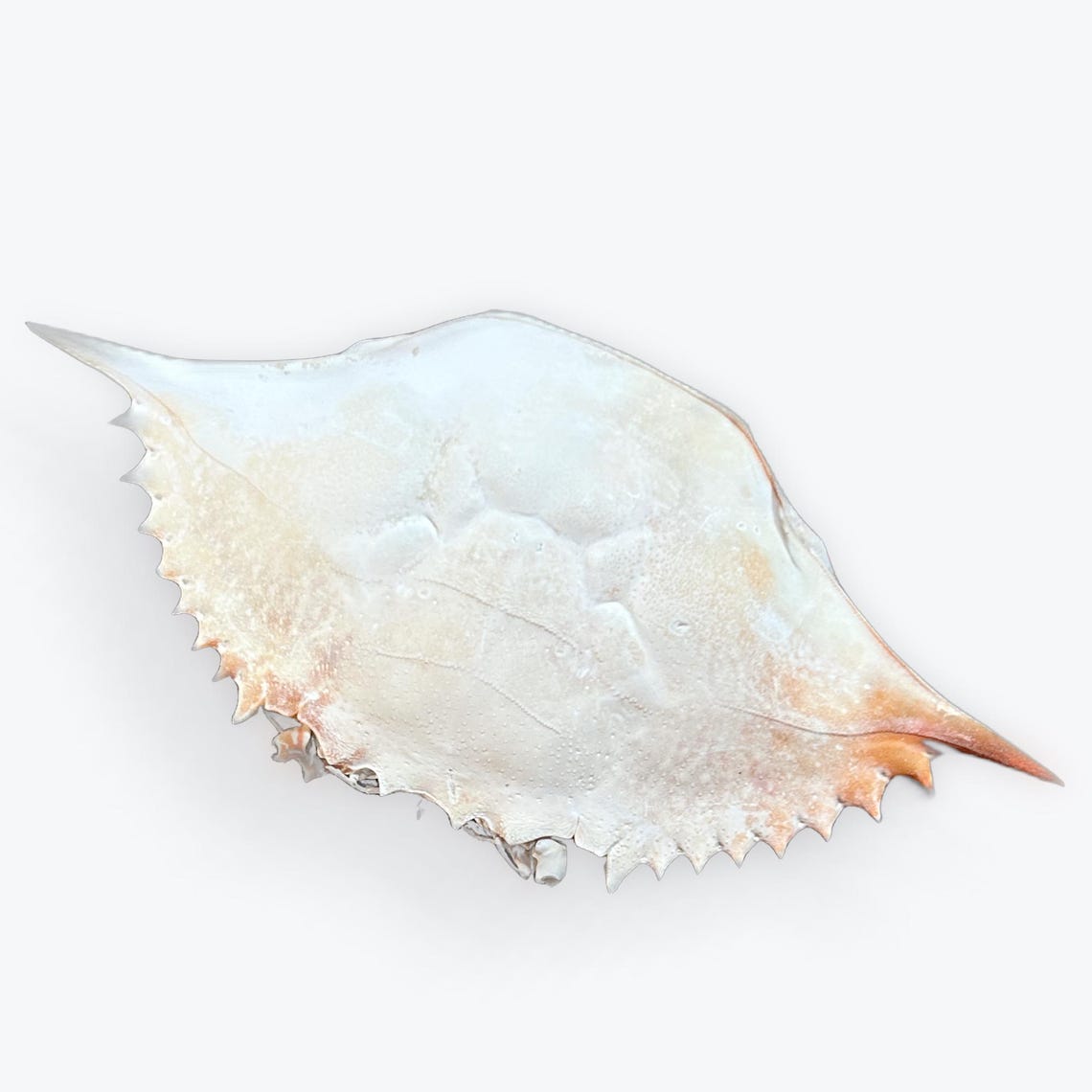 Clean Crab Shells for Crafts - Etsy