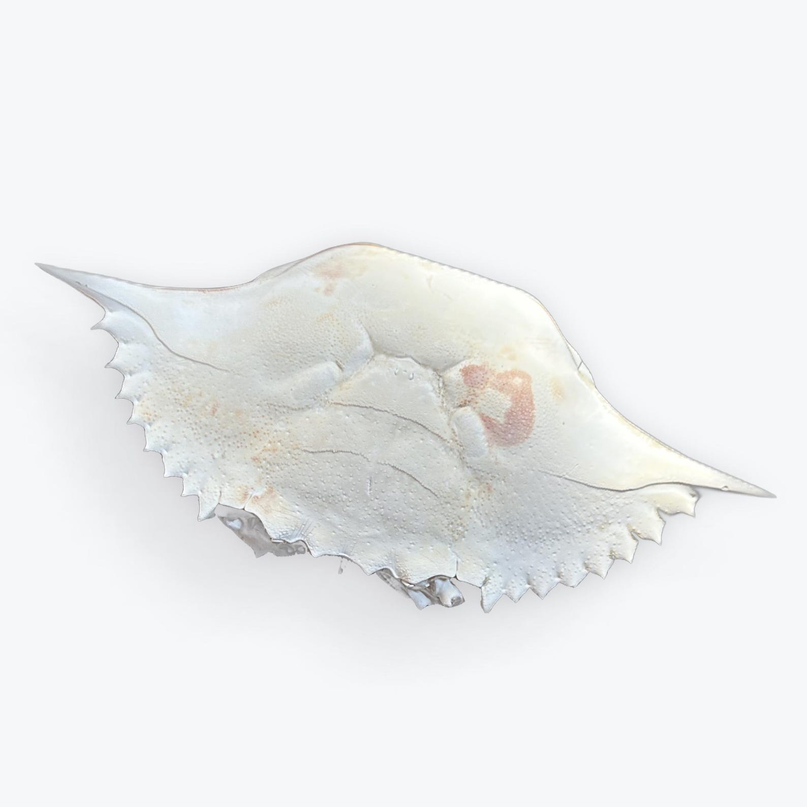 Clean Crab Shells for Crafts - Etsy