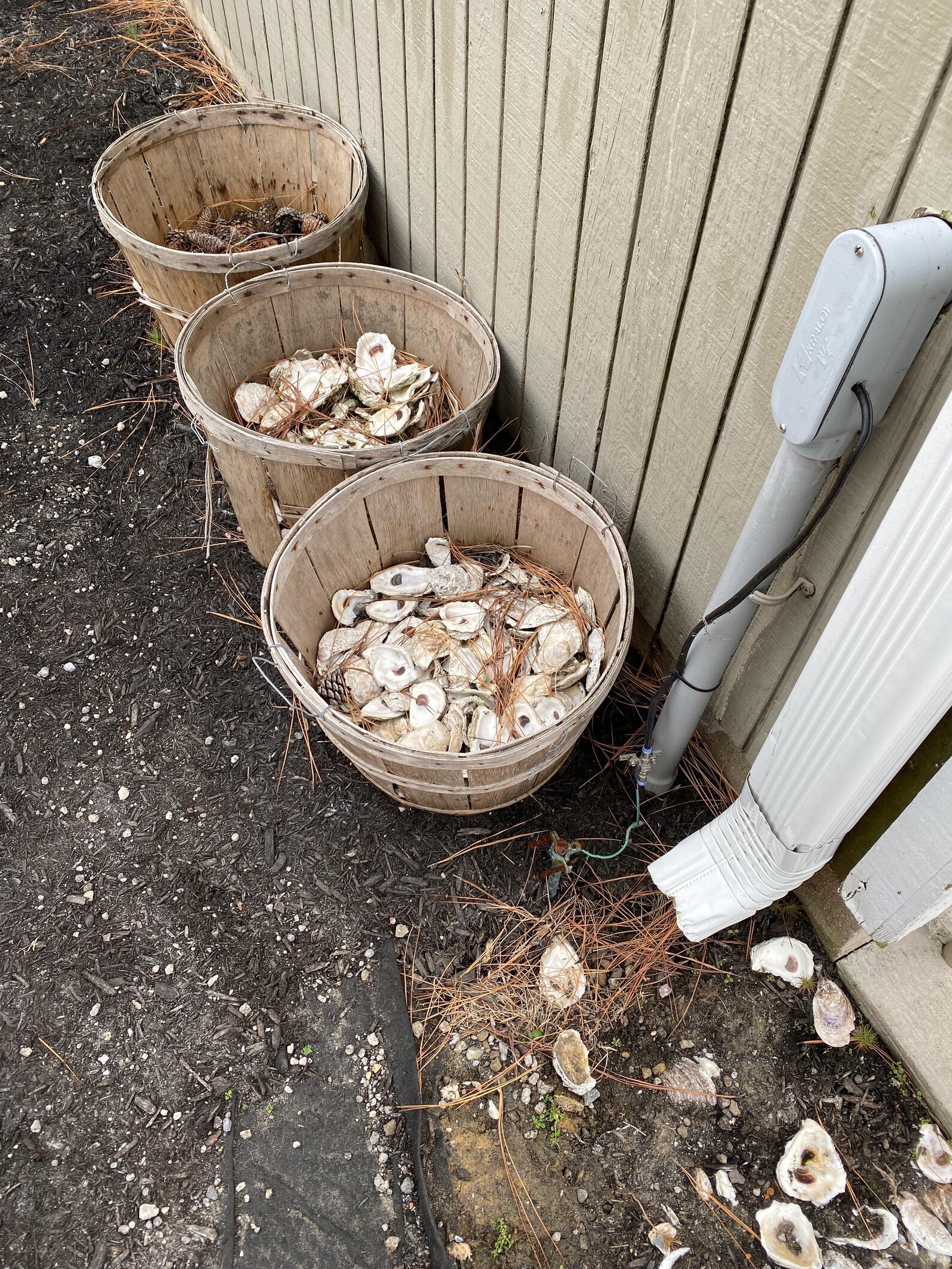 Clean Oyster Shells for Crafts and Decoupage - Etsy