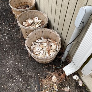 Clean Oyster Shells for Crafts and Decoupage - Etsy