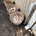 Clean Oyster Shells for Crafts and Decoupage - Etsy