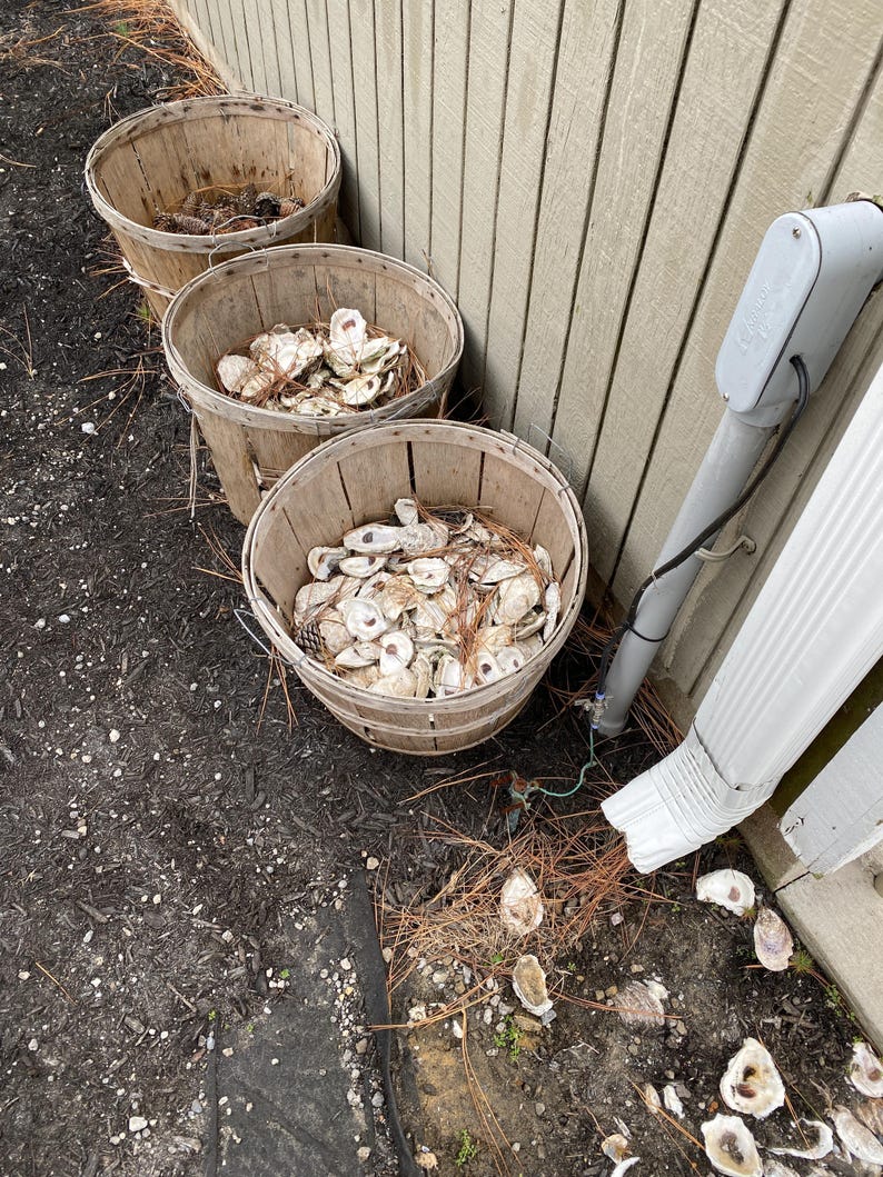 Clean Oyster Shells for Crafts and Decoupage - Etsy