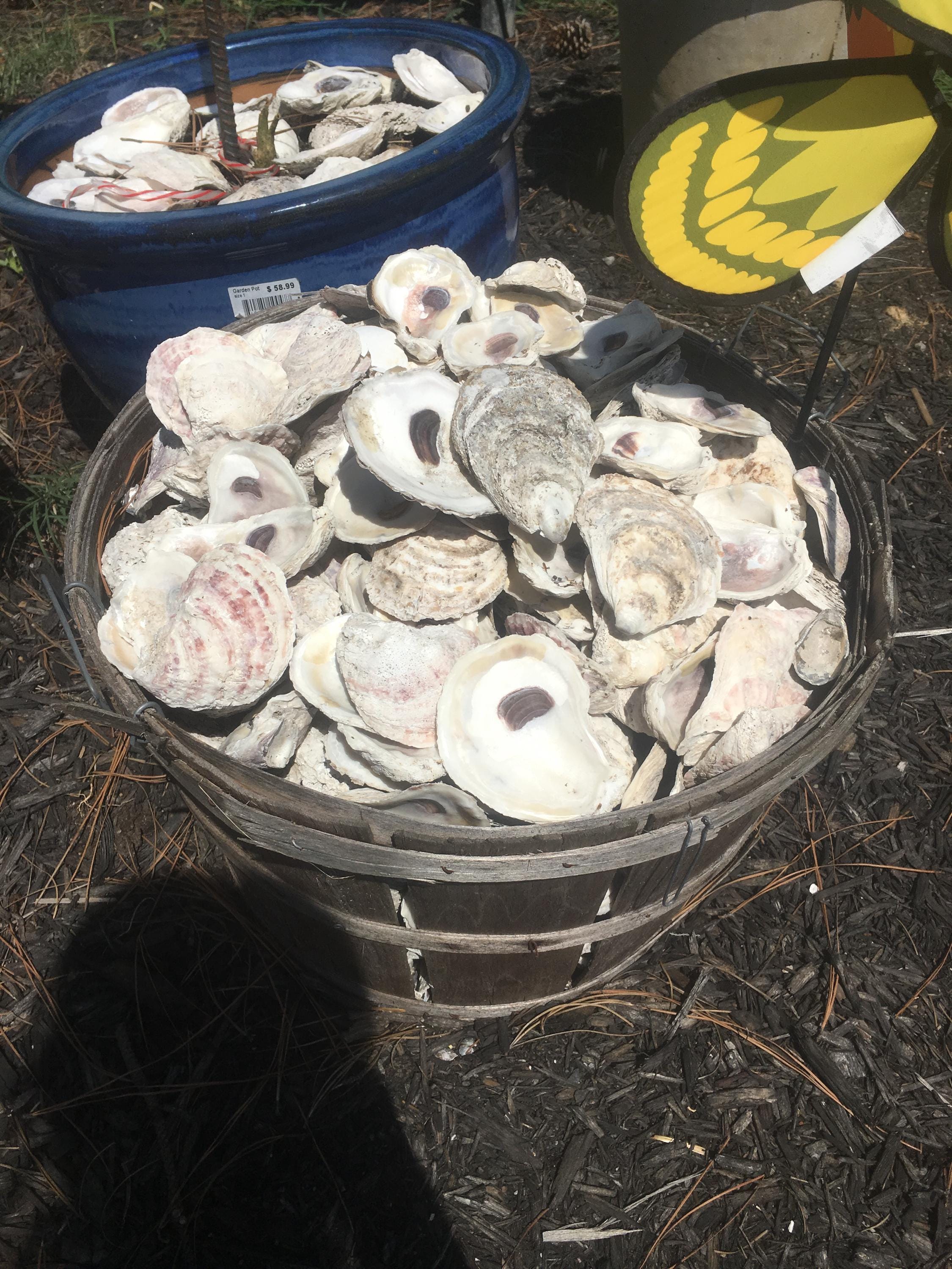 Clean Oyster Shells for Crafts and Decoupage - Etsy
