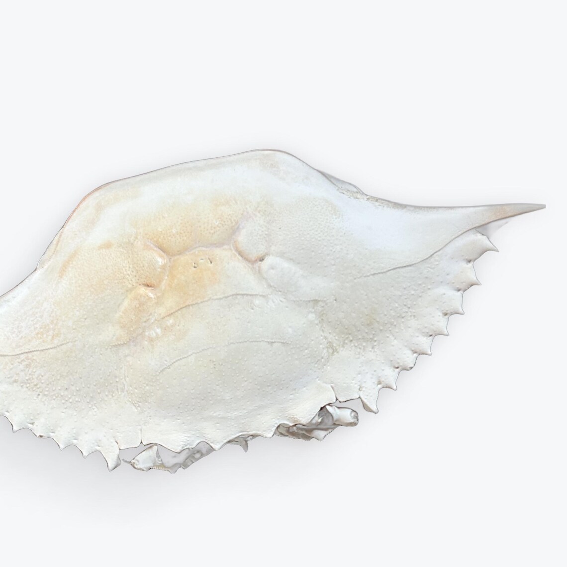Clean Crab Shells for Crafts - Etsy