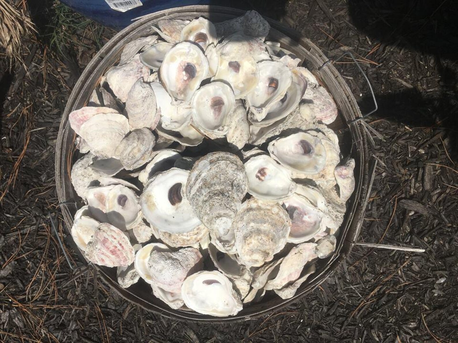 Clean Oyster Shells for Crafts and Decoupage - Etsy