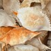 Clean Crab Shells for Crafts - Etsy