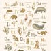 Aussie Animal Alphabet Chart – A to Z of Down Under’s Cutest Creatures ...