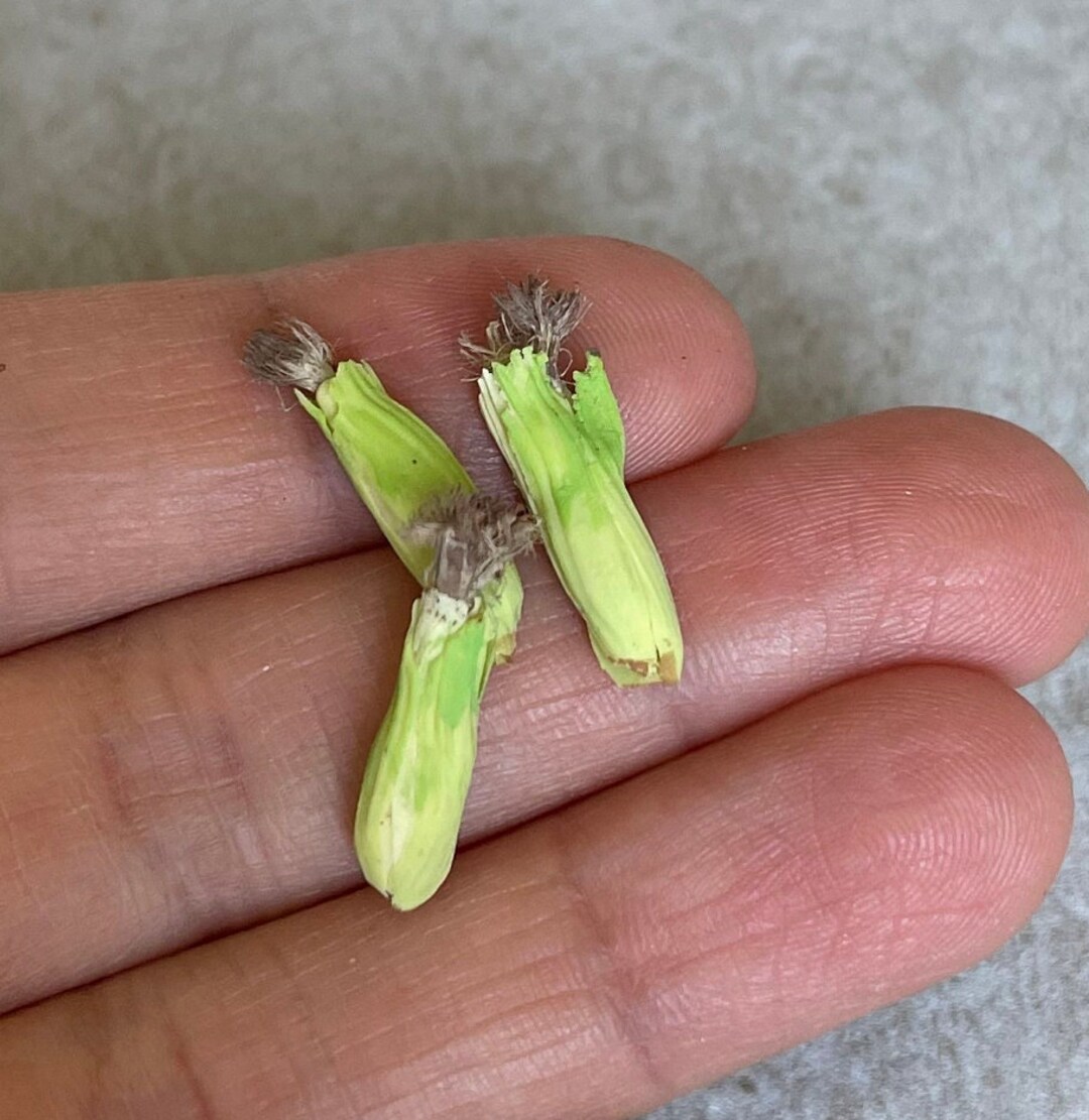 Miniature Dollhouse 3 Ears of Corn-unshucked in 1:12 Scale One Inch ...