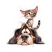 Quirky Dogs Clipart Quirky Cats Clipart 12 Hires PNG/JPG Watercolour ...