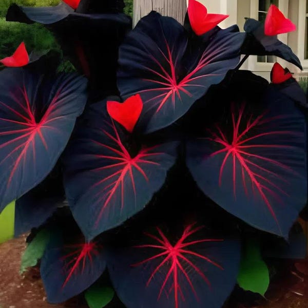 Black and Red Hosta Plants - Etsy