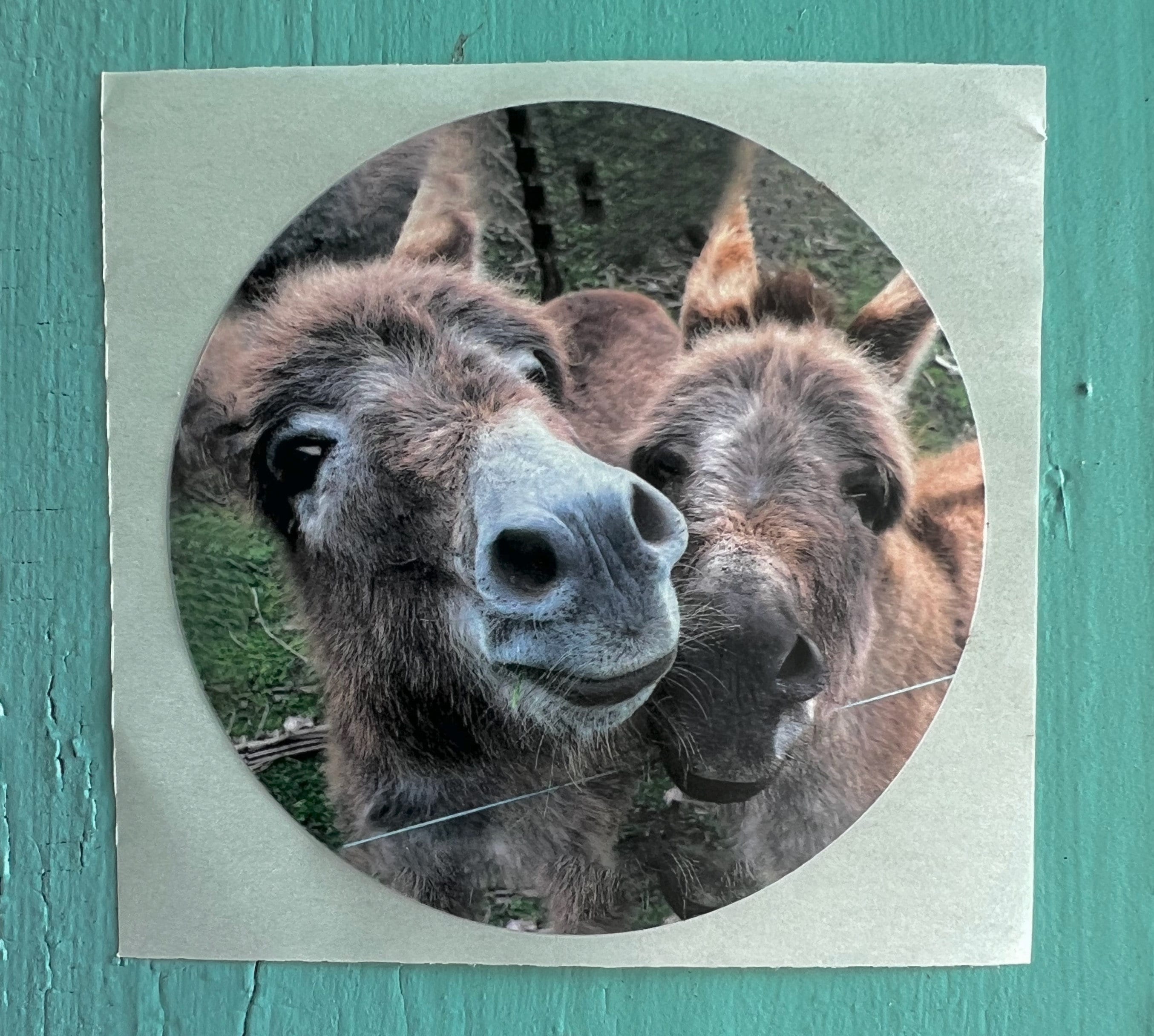 Donkey Smiling