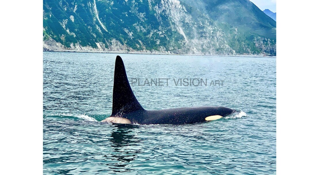 Orca in Kamchatka – Killer Whale Photo – Ocean Wildlife Print – Russia ...