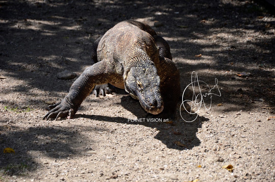 Komodo Dragon Photo – Wild Nature Print From Indonesia – Reptile Wall ...