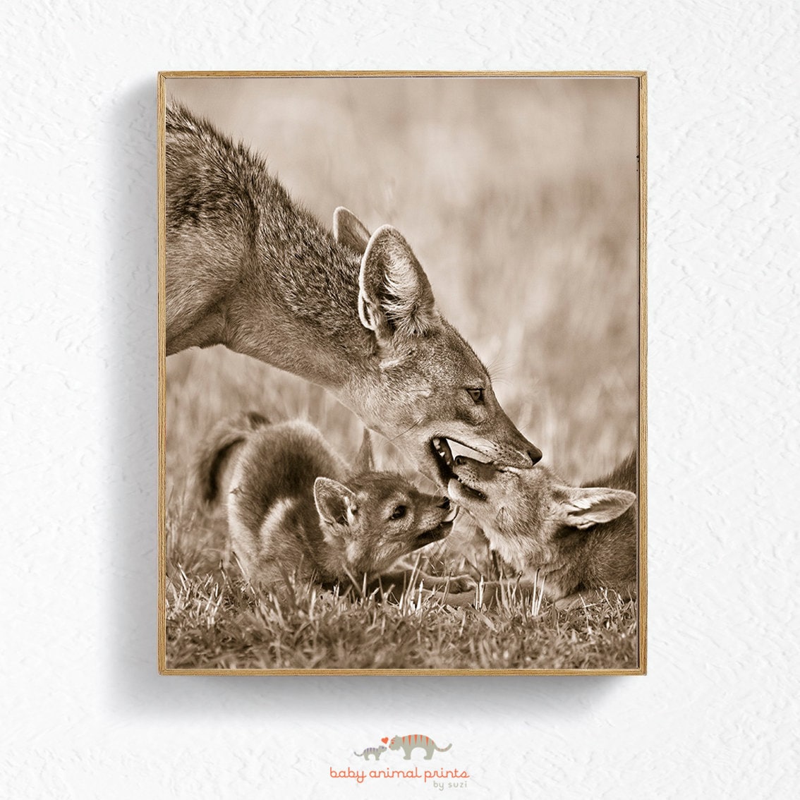 Cute Baby Jackal