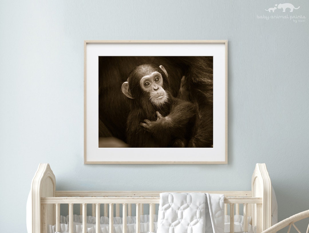 Safari Nursery Art / Chimpanzee / Chimp / Baby Animal Nursery Print ...
