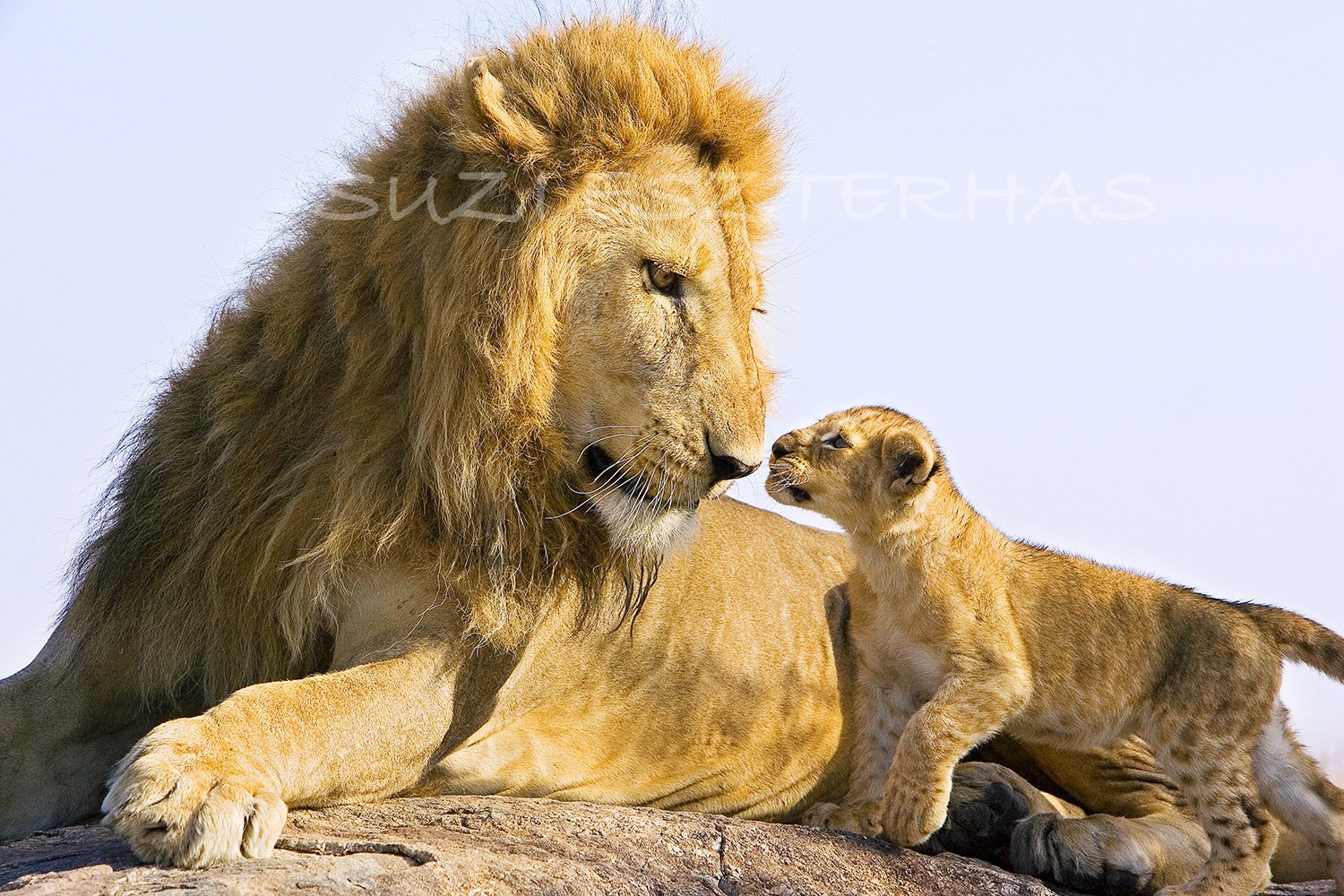 Baby Animal Greeting Card / BABY LION and DAD / Blank Animal Card ...