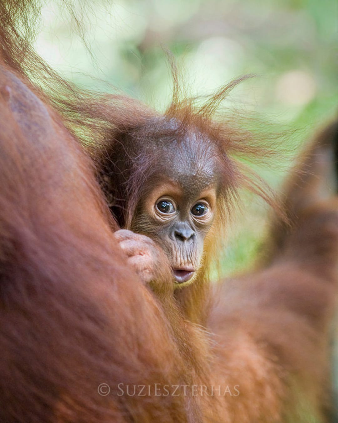 Orangutan Baby