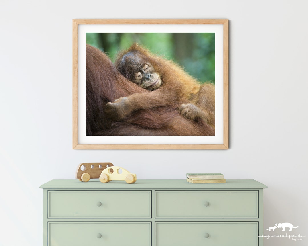 Baby Orangutan Print: Jungle Nursery Wall Art by Suzi Eszterhas - Etsy