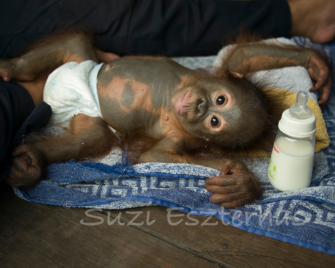 Baby Animal Nursery Art Print, Animal Nursery Art, Baby Orangutan ...