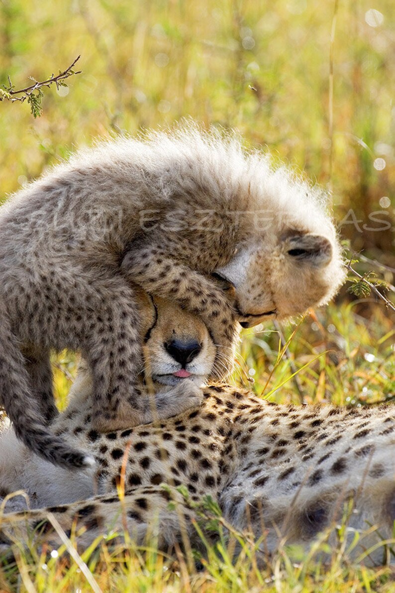 BABY ANIMALS PLAY Photography Baby Nursery Art Prints Set of | Etsy