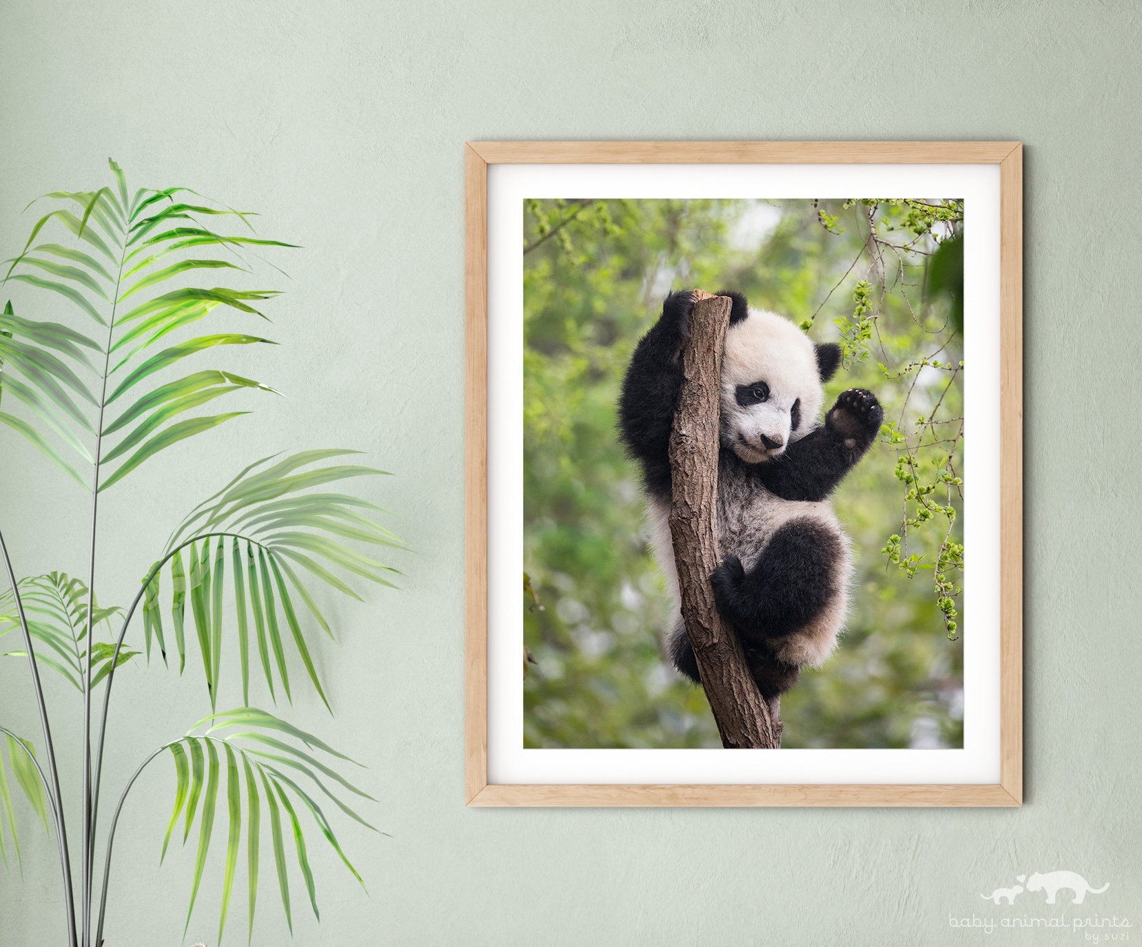 Baby Animal Nursery Print / BABY PANDA / Baby Animal Photo / Baby ...