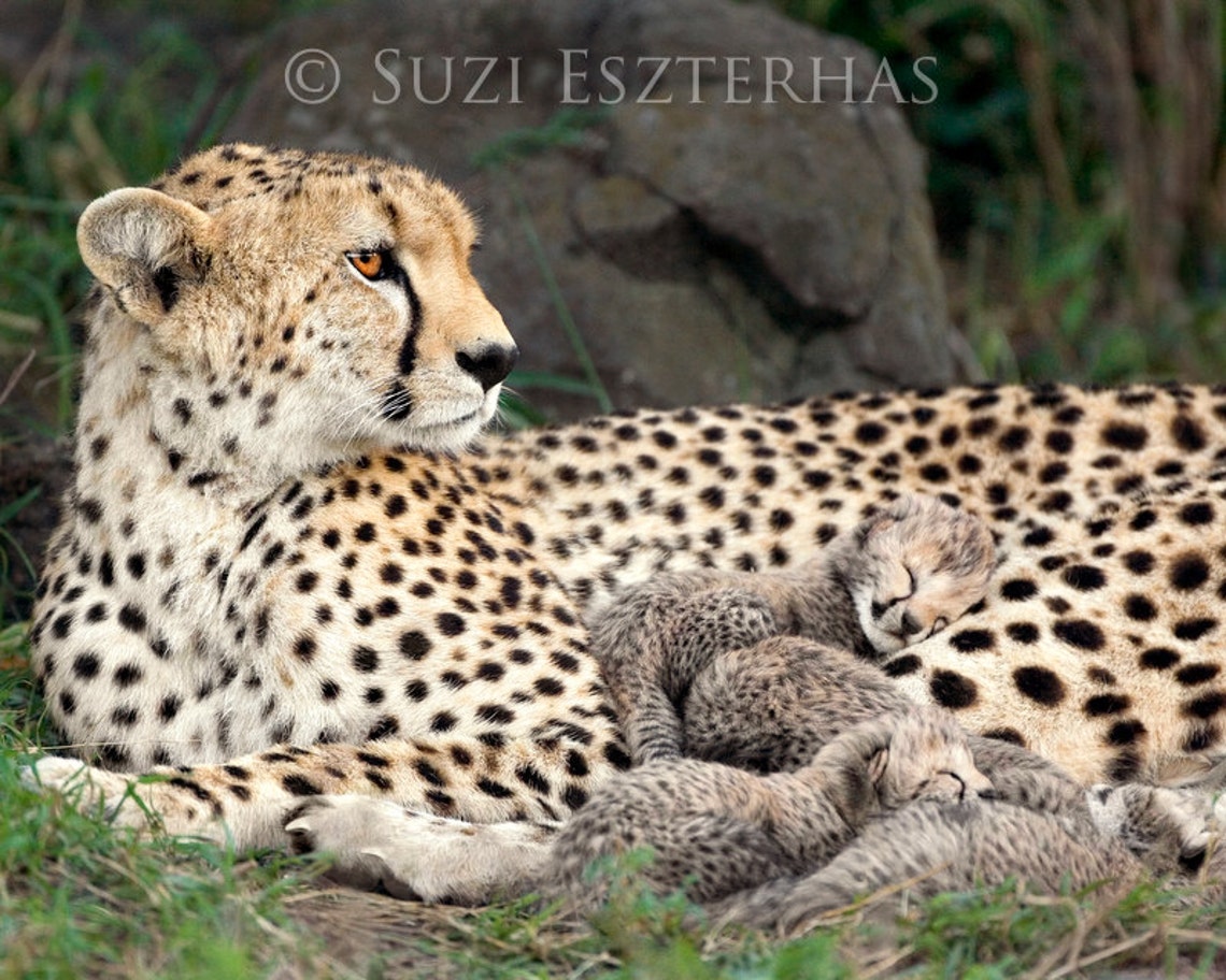 Safari Nursery Decor, Baby Cheetah Print, Baby Room Decor, Safari ...