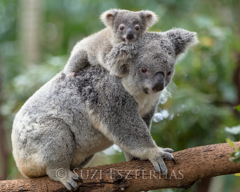BABY KOALA and MOM Photo Koala Bear Safari Baby Nursery | Etsy