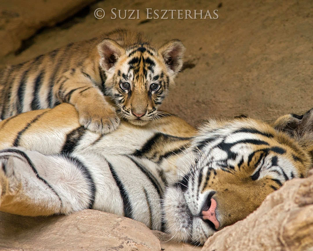 Baby Tiger Print, Mom and Baby Animal Print, Safari Nursery Art, Zoo ...