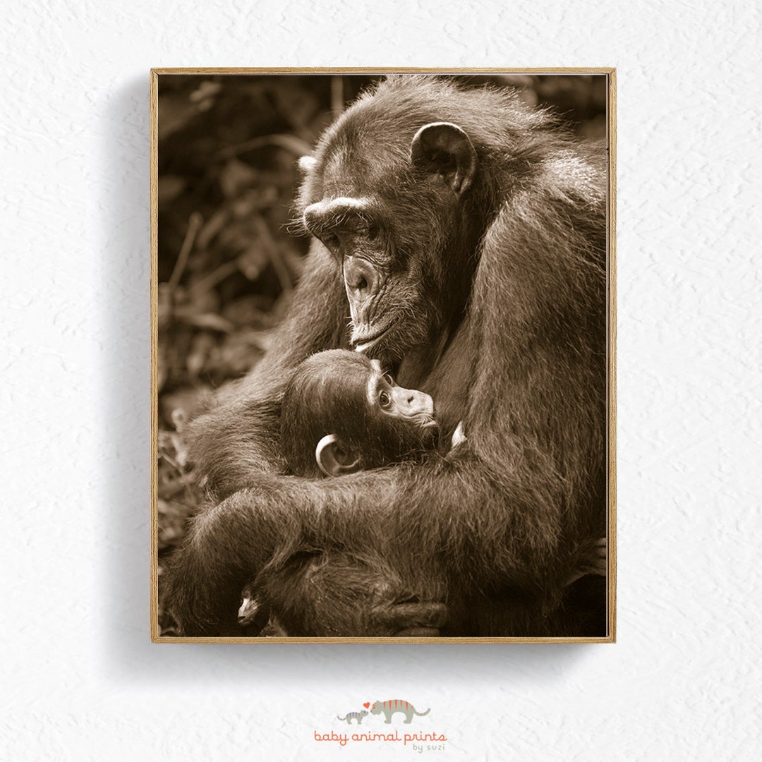 Nursery Decor / Baby Chimp / Chimpanzee / Baby Nursery / Baby Animal ...