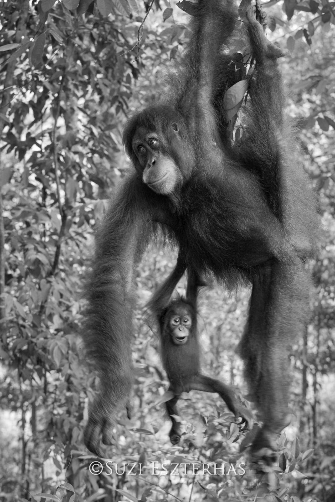 Nursery Decor / Orangutan / Baby Nursery / Baby Animal Print / Jungle ...
