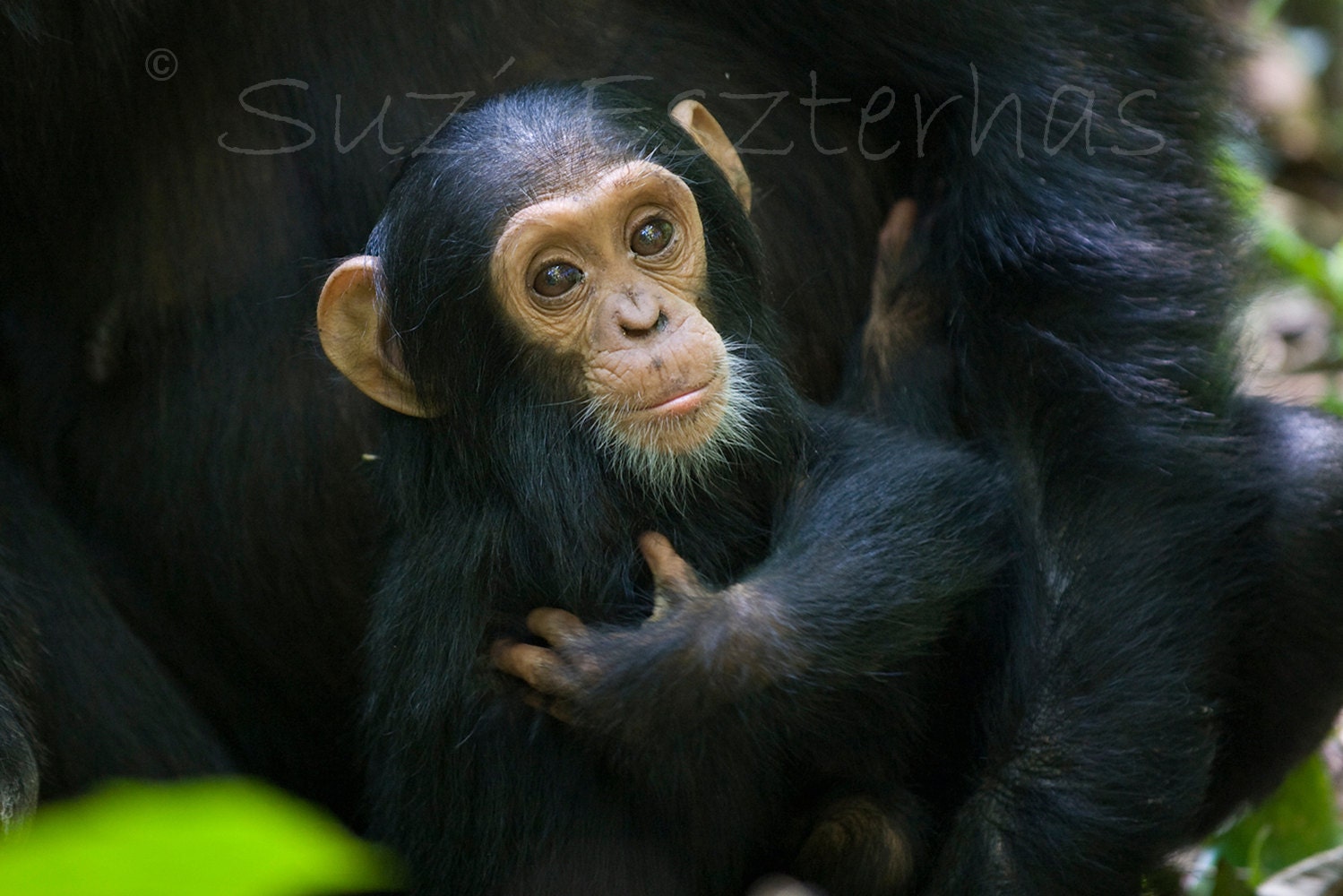 Jungle Nursery, Chimpanzee, Baby Monkey, Safari Nursery Art, Baby ...