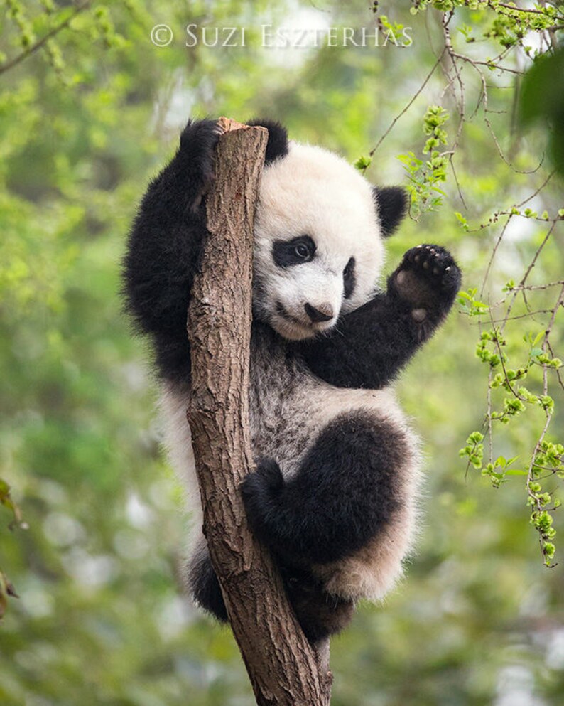 Baby Panda Poster / Baby Tier Foto / Baby Tier Poster / Safari ...