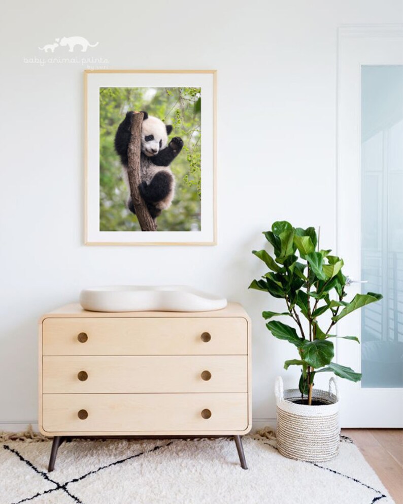 Baby Animal Nursery Print / BABY PANDA / Baby Animal Photo / Baby ...