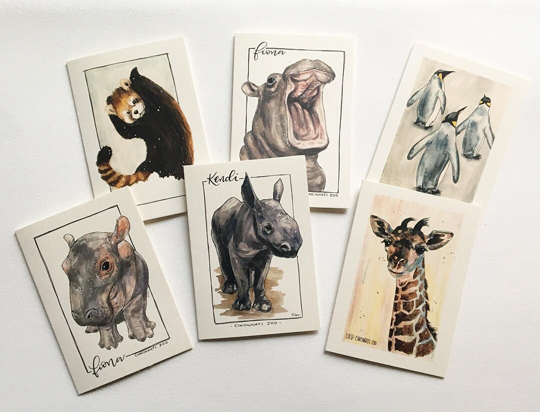 Cincinnati Zoo Animals - 6 Pack Greeting Card Set - Etsy