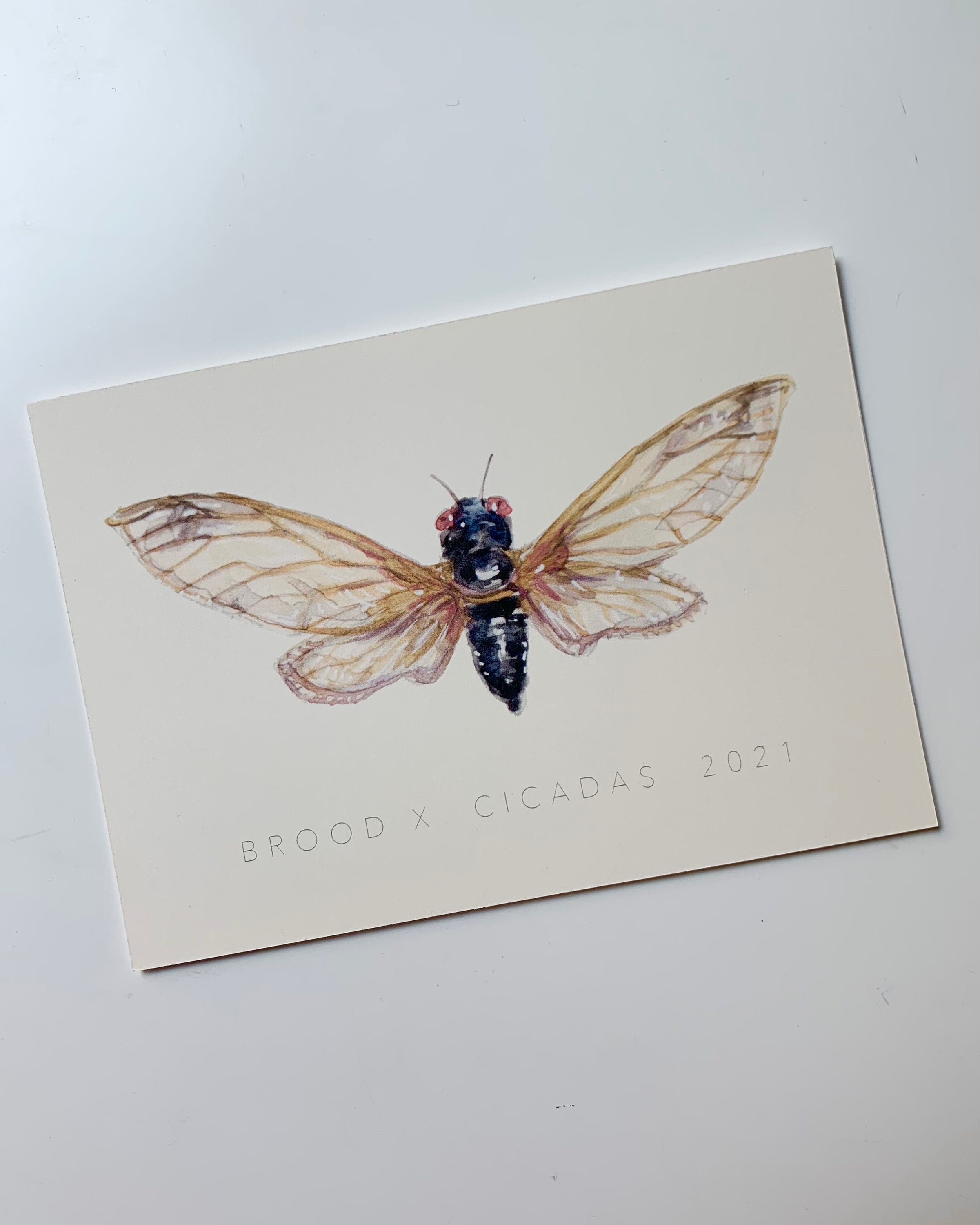Cicada Brood X Post Cards 6 Pack | Etsy