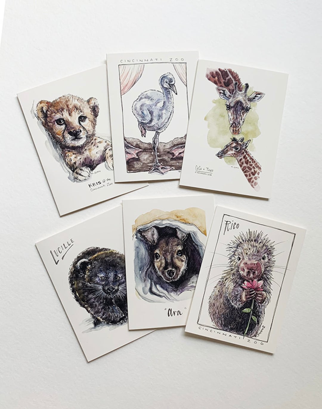 Cincinnati Zoo Animals V.2 - 6 Pack Greeting Card Set - Etsy