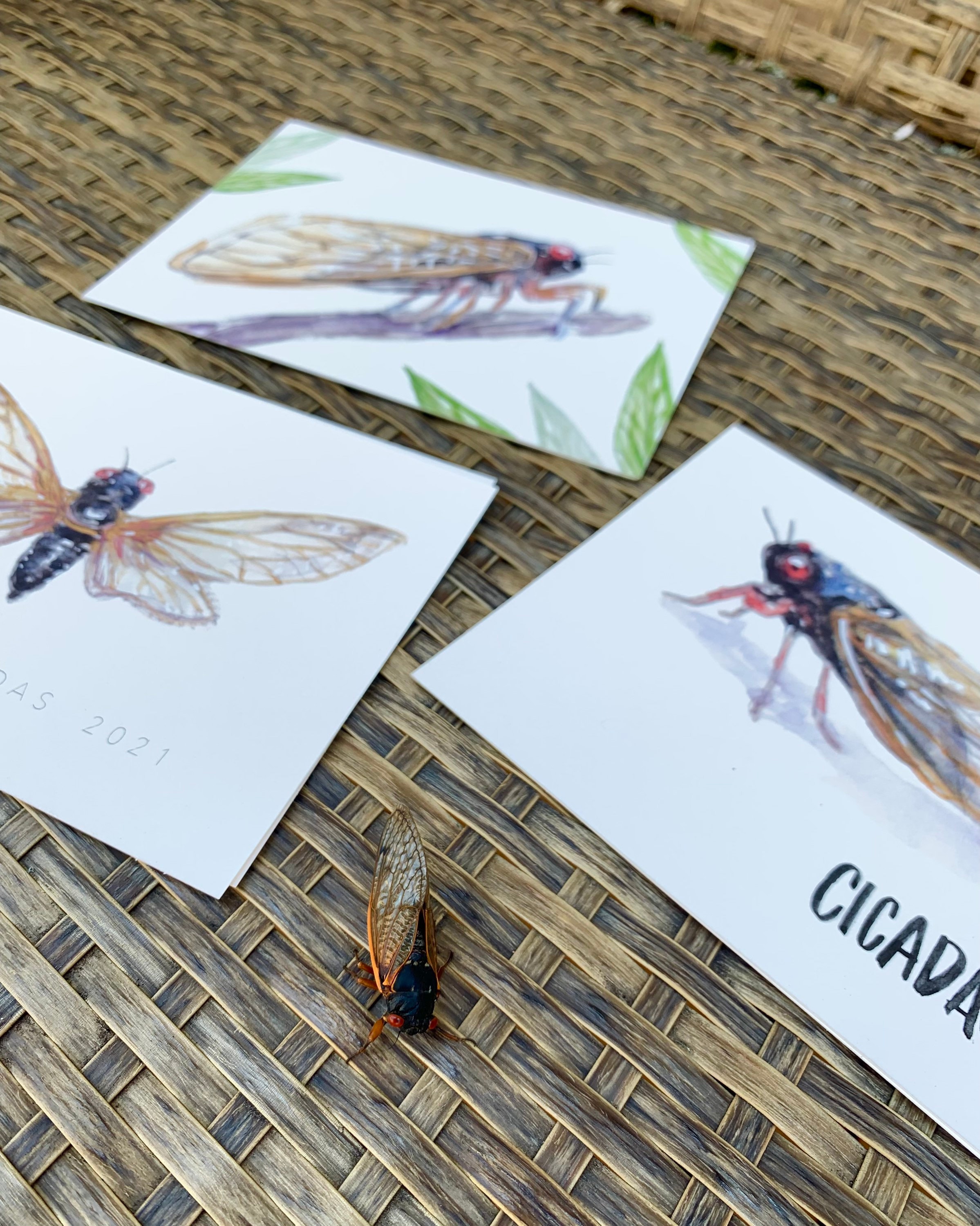 Cicada Brood X Post Cards - 6 Pack - Etsy