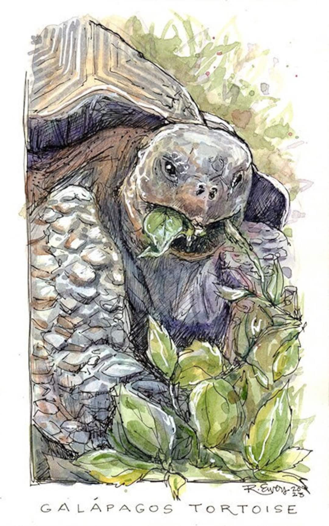Galapagos Tortoise Watercolor Art Print, Animals, Zoo, Cincinnati Art ...