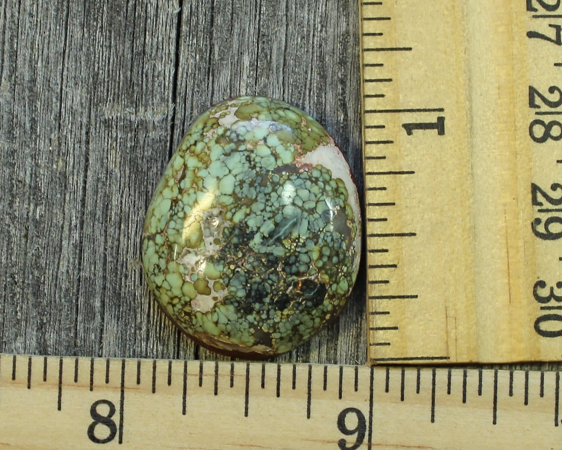 Fossil Turquoise Cabochon Candelaria Mine Rare Pseudomorph Clams, C-13 ...