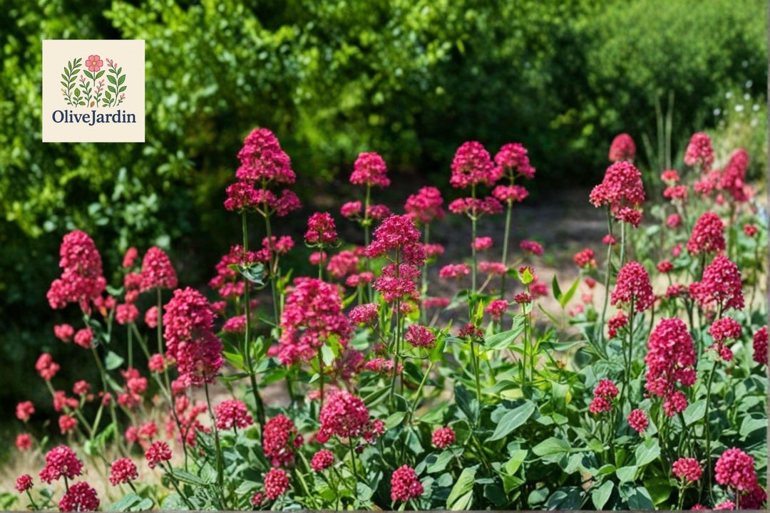50 Red Jupiter's Beard Seeds - Centranthus Ruber - Keys of Heaven ...