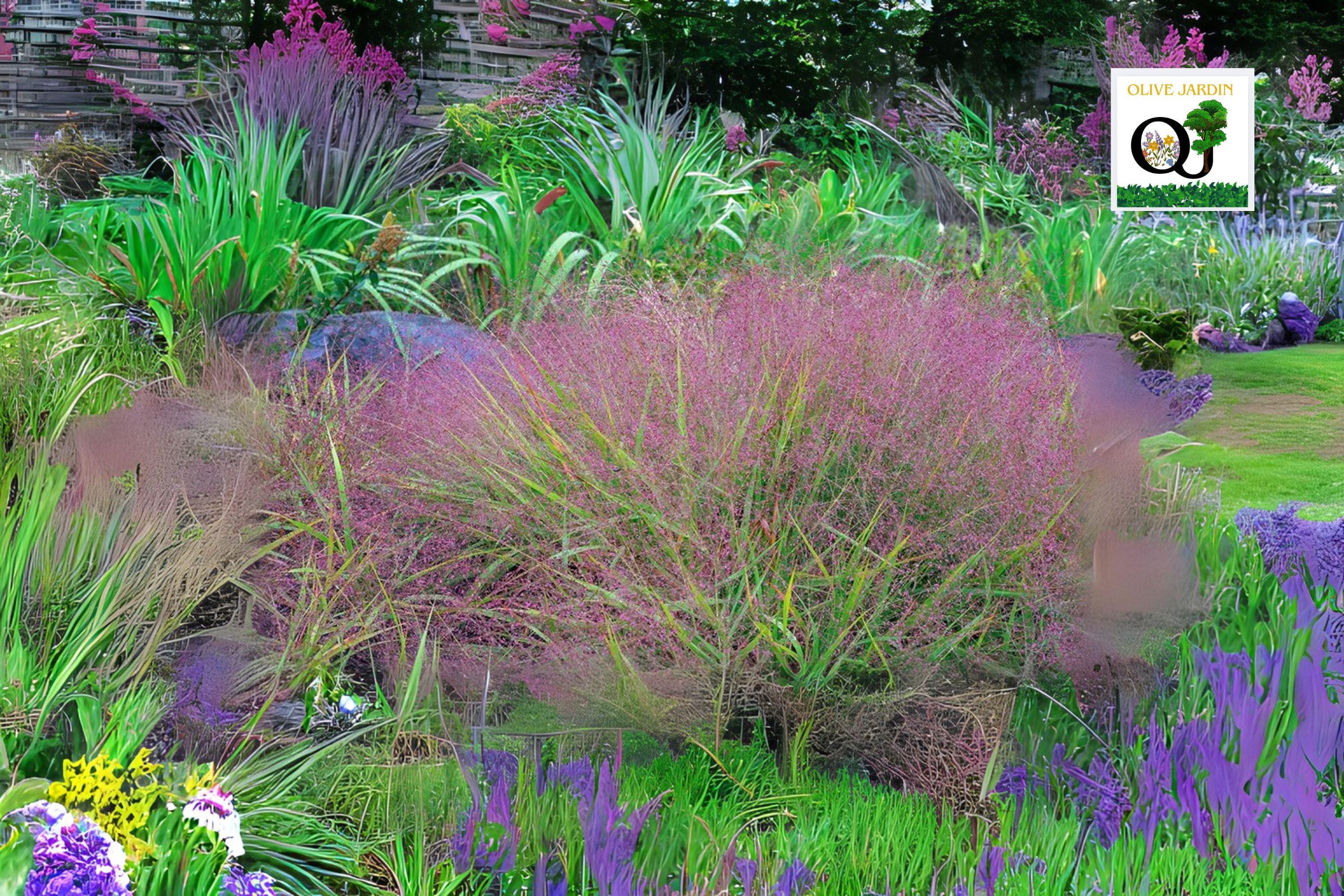100 Purple Lovegrass Seeds - Eragrostis Spectabilis - Native Flower ...