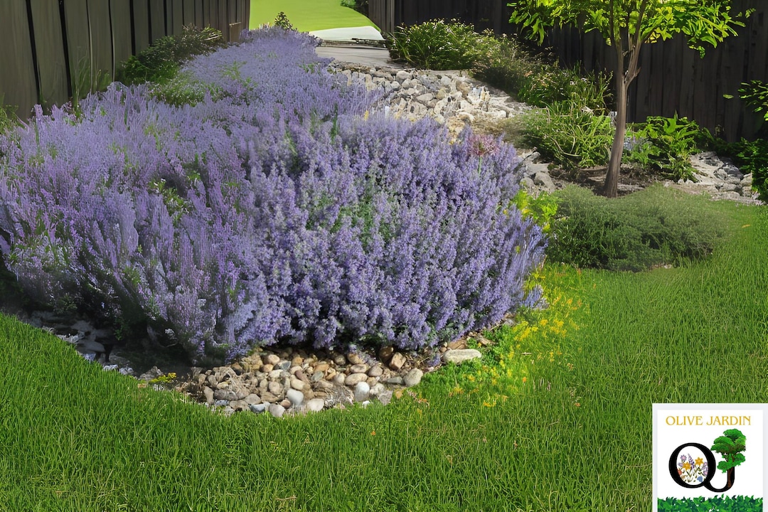 200 Catmint Seeds - Lavender Blue Blooms, Heirloom Perennial, Non-gmo ...